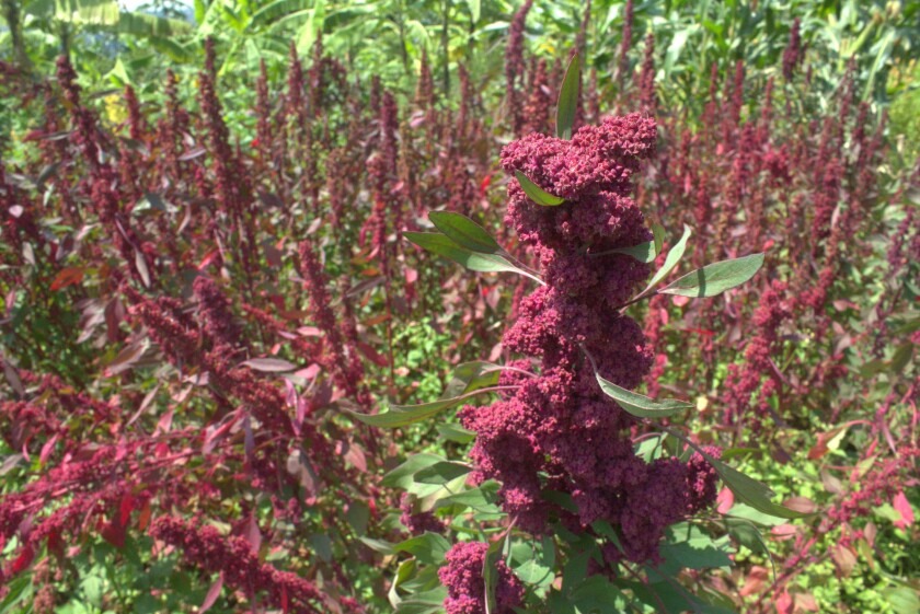 BYU and WSU Introduce New Quinoa Varieties for Global Food Security ...